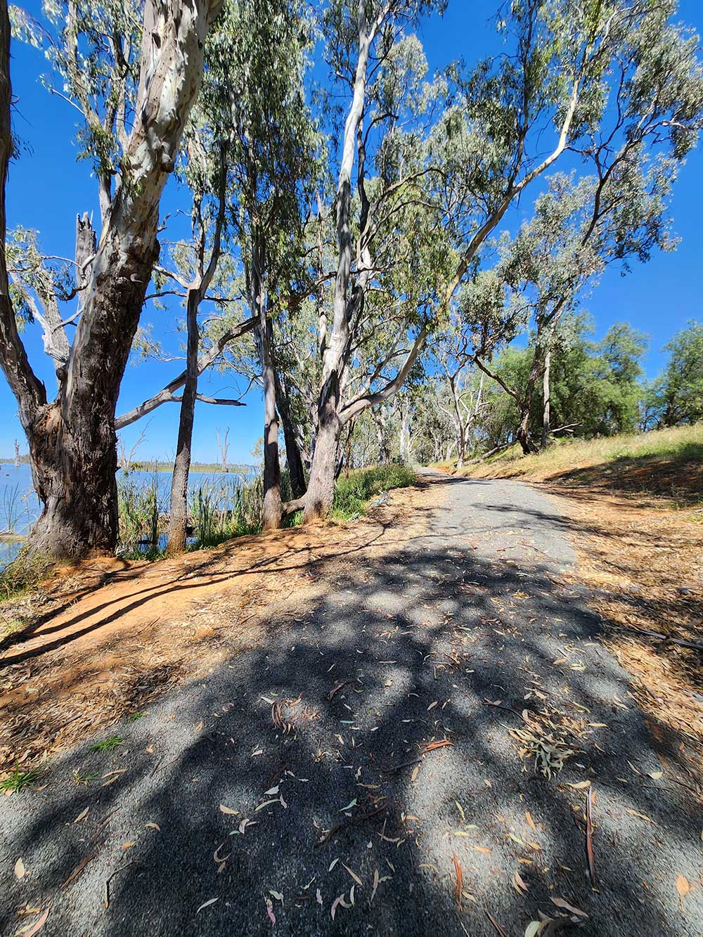 Corowa Mulwala Cycle Trail | Mulwala Water Ski Club